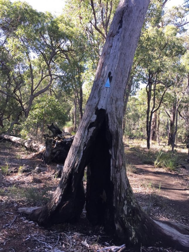 Hill Street Walk, Gooseberry Hill - Trails WA - Trails WA