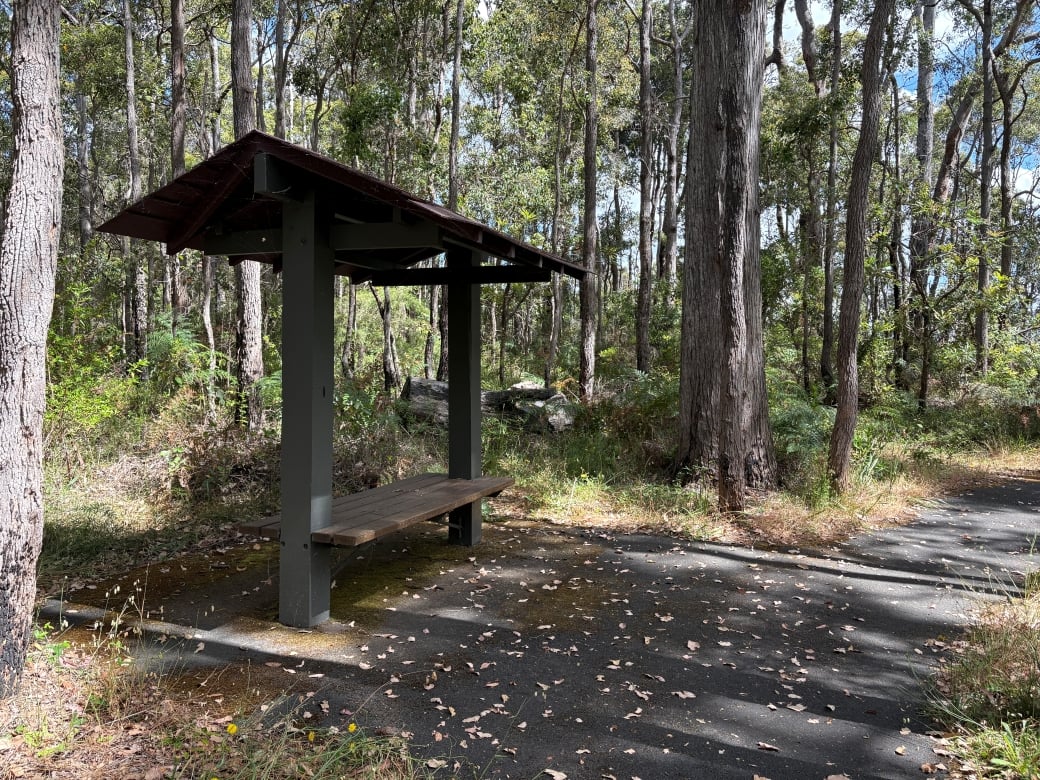 King Jarrah, Manjimup - Trails WA