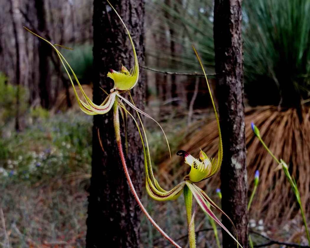Highbury Walk Trail - Trails WA