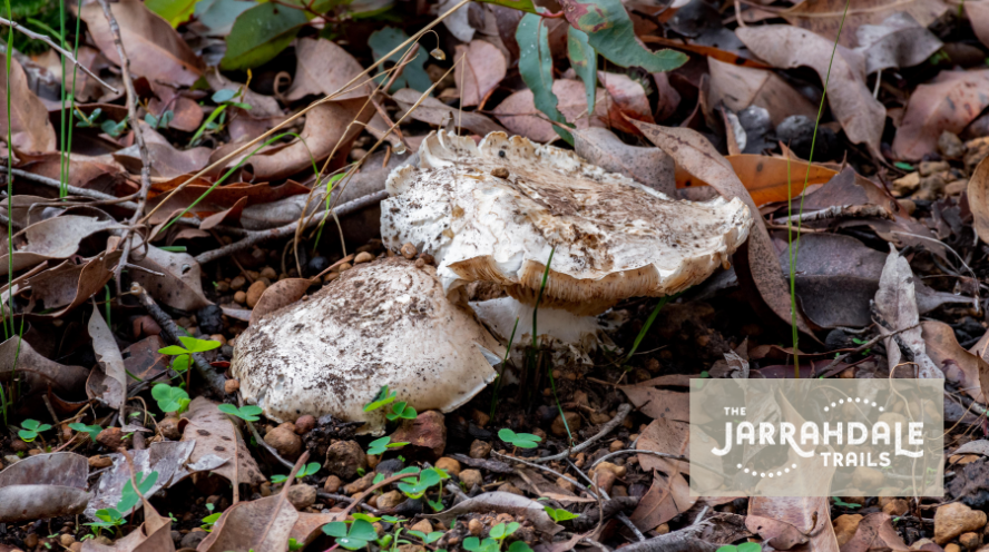 Autumn Fungi Hunting in Jarrahdale - Trails WA