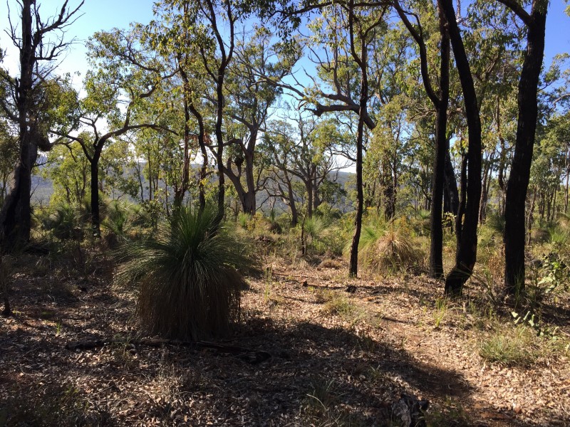 Hill Street Walk, Gooseberry Hill - Trails WA - Trails WA