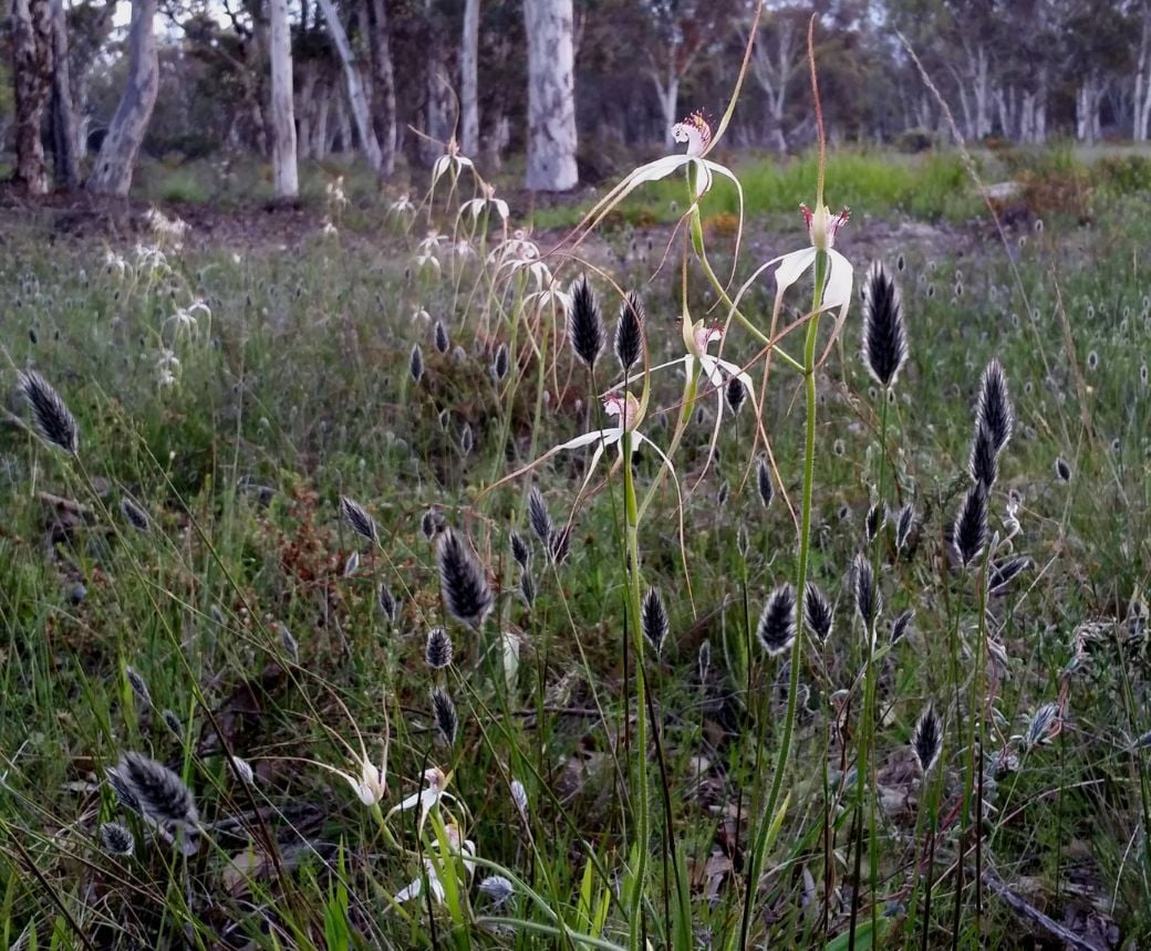 Highbury Walk Trail - Trails WA