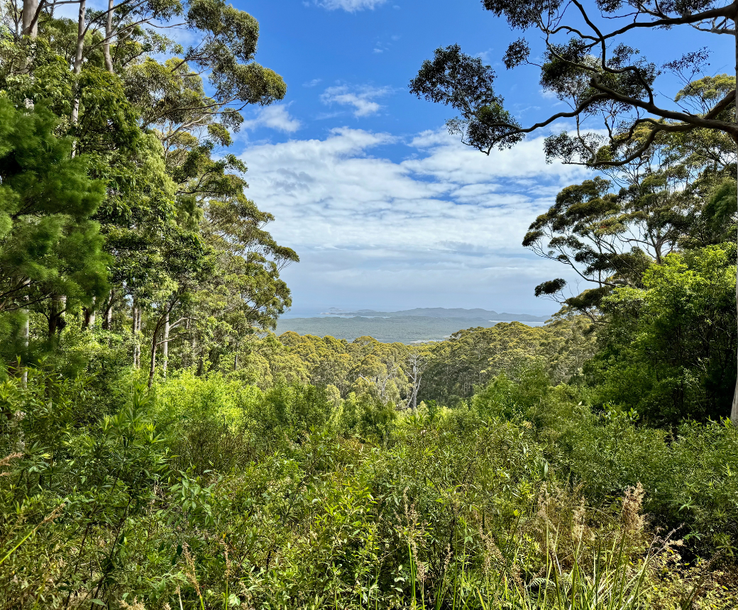 Hilltop Lookout to Giant Tingle Tree - Trails WA