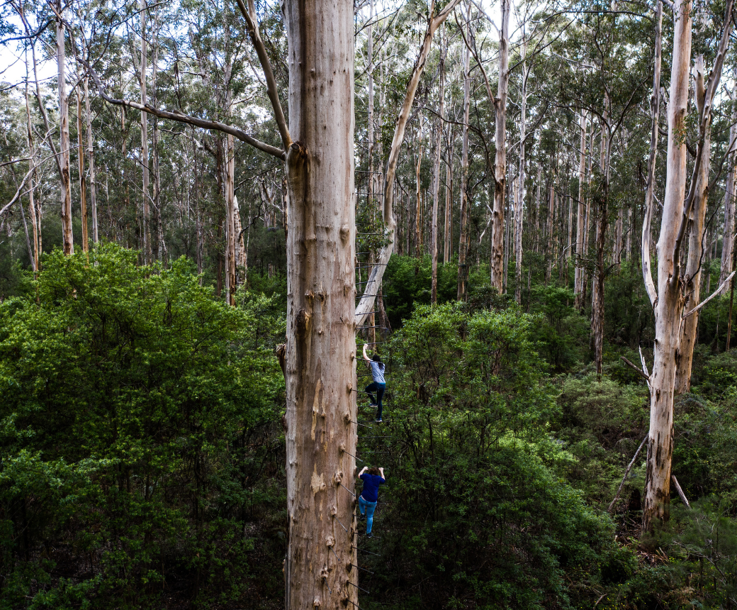 Gloucester Tree to Cascades Walk, Gloucester NP Pemberton - Trails WA