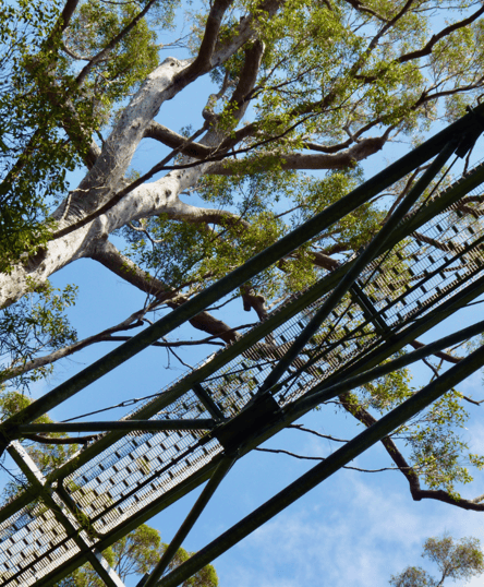 Valley of the Giants Tree Top Walk, Walpole-Nornalup NP - Trails WA
