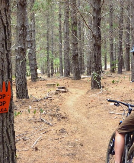 Big Pine, The Pines, Margaret River - Trails WA - Trails WA