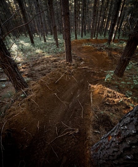 Big Pine, The Pines, Margaret River - Trails WA - Trails WA