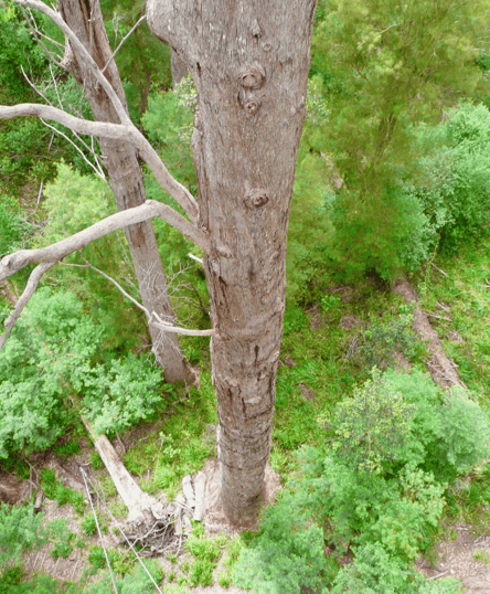 Valley of the Giants Tree Top Walk, Walpole-Nornalup NP - Trails WA