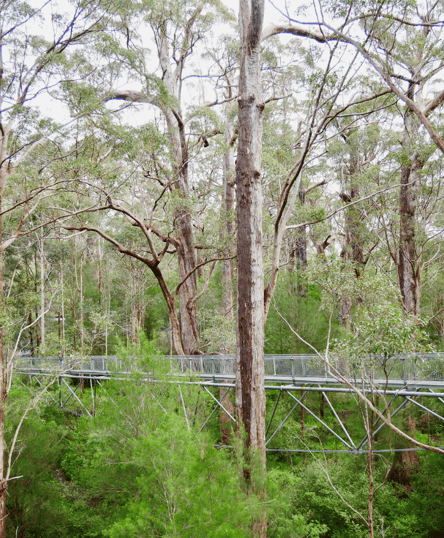 Valley of the Giants Tree Top Walk, Walpole-Nornalup NP - Trails WA