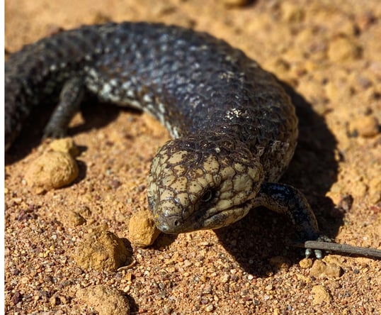 Wheatbelt Way - Trails WA